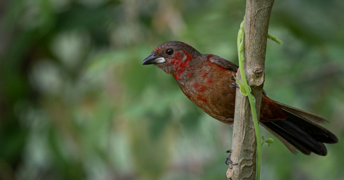 Tiê-sangue #208891 - Biofaces - Bring Nature Closer