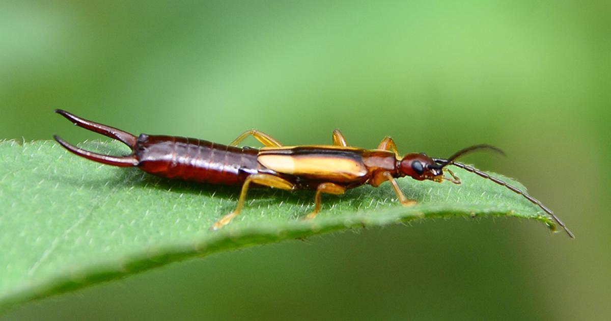 Tesourinha #208944 - Biofaces - Bring Nature Closer