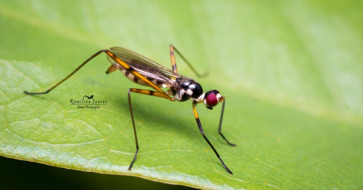 Moscas-pernas-de-pau #208947 - Biofaces - Bring Nature Closer