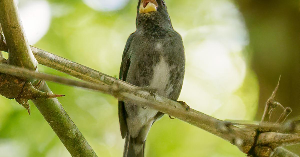 cigarra #209045 - Biofaces - Bring Nature Closer