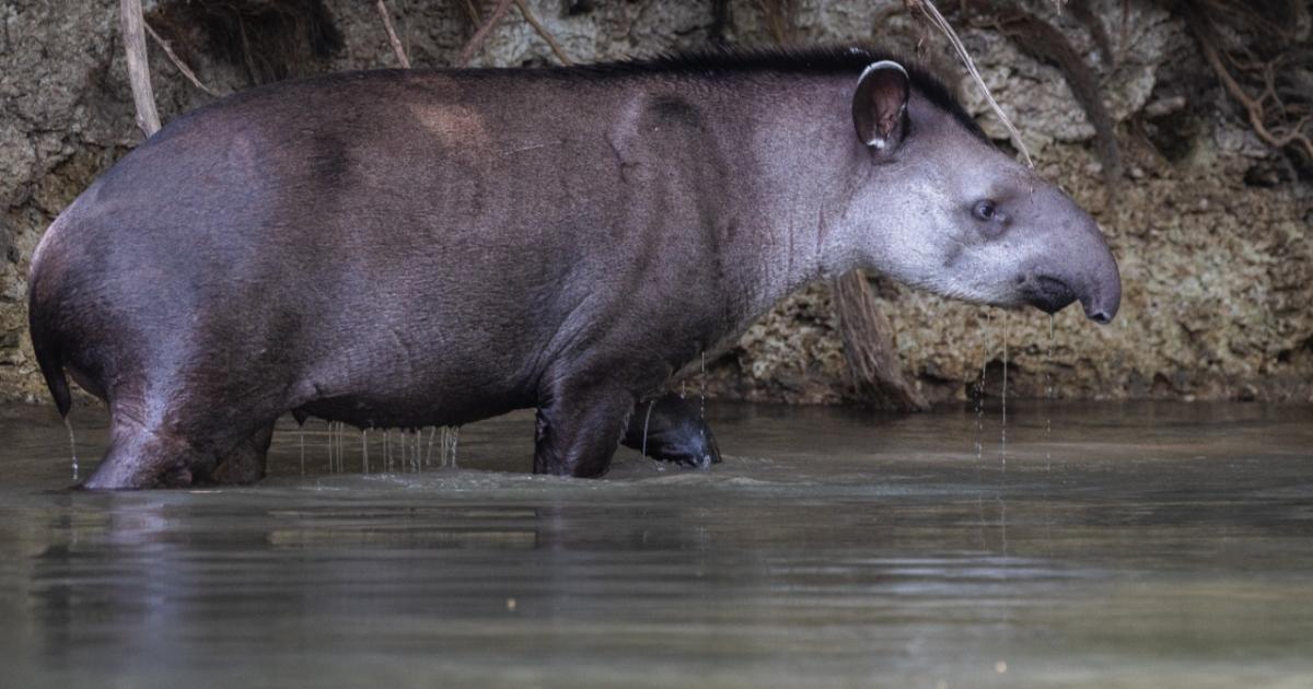 Anta #209369 - Biofaces - Bring Nature Closer