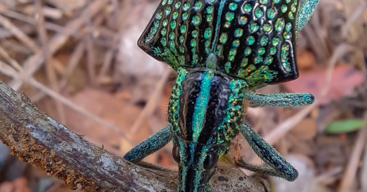 Entimus #209499 - Biofaces - Bring Nature Closer