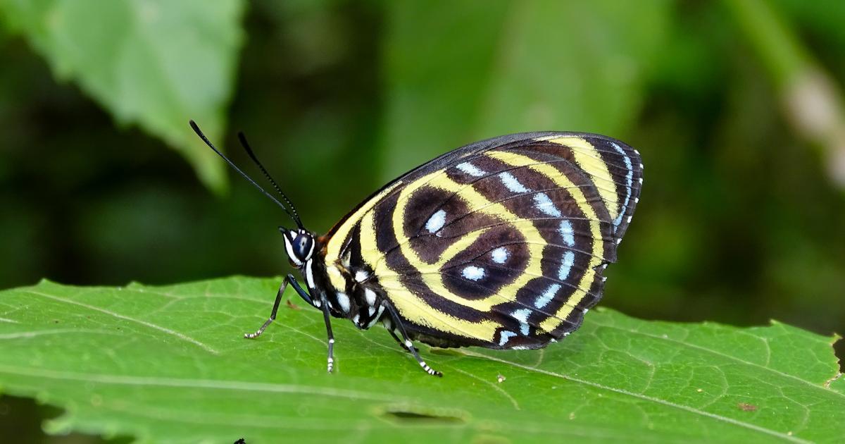 Borboleta #209731 - Biofaces - Bring Nature Closer