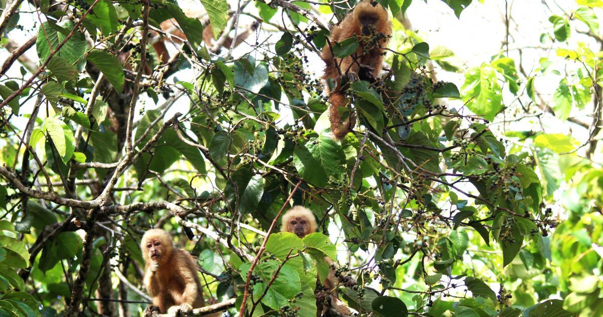 Macaco #209778 - Biofaces - Bring Nature Closer