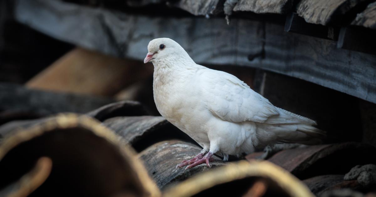 Pombo-doméstico #209806 - Biofaces - Bring Nature Closer