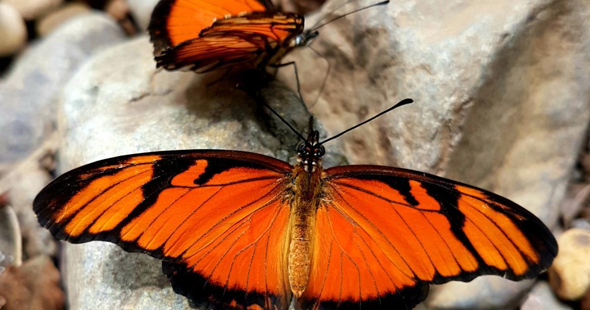 Dione juno - Biofaces - Bring Nature Closer