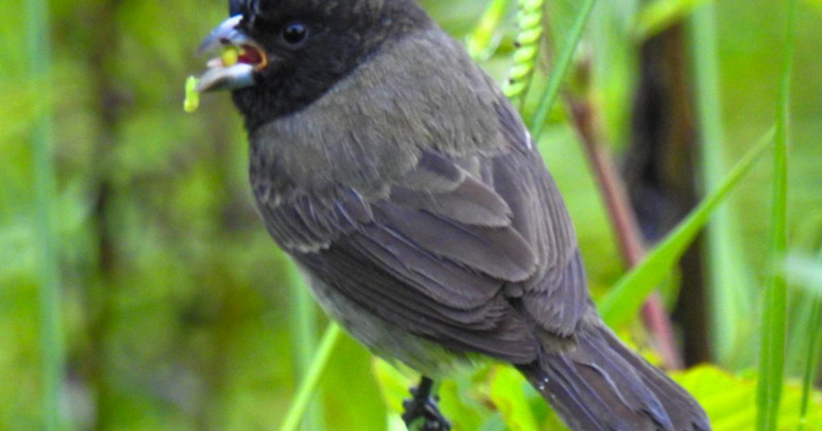 Coleiro-baiano #210164 - Biofaces - Bring Nature Closer