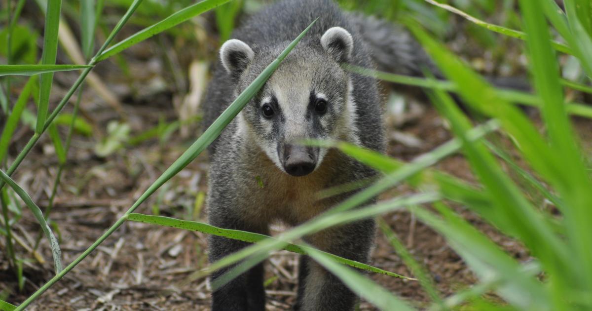 Quati. #210400 - Biofaces - Bring Nature Closer