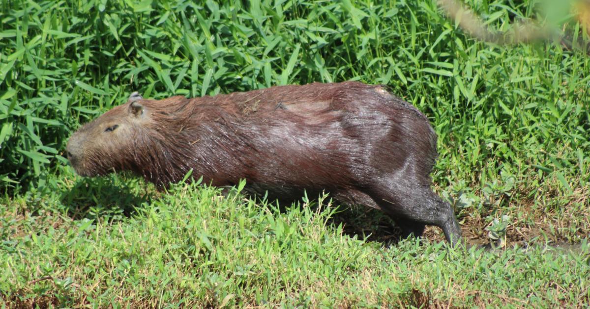 capivara #210685 - Biofaces - Bring Nature Closer