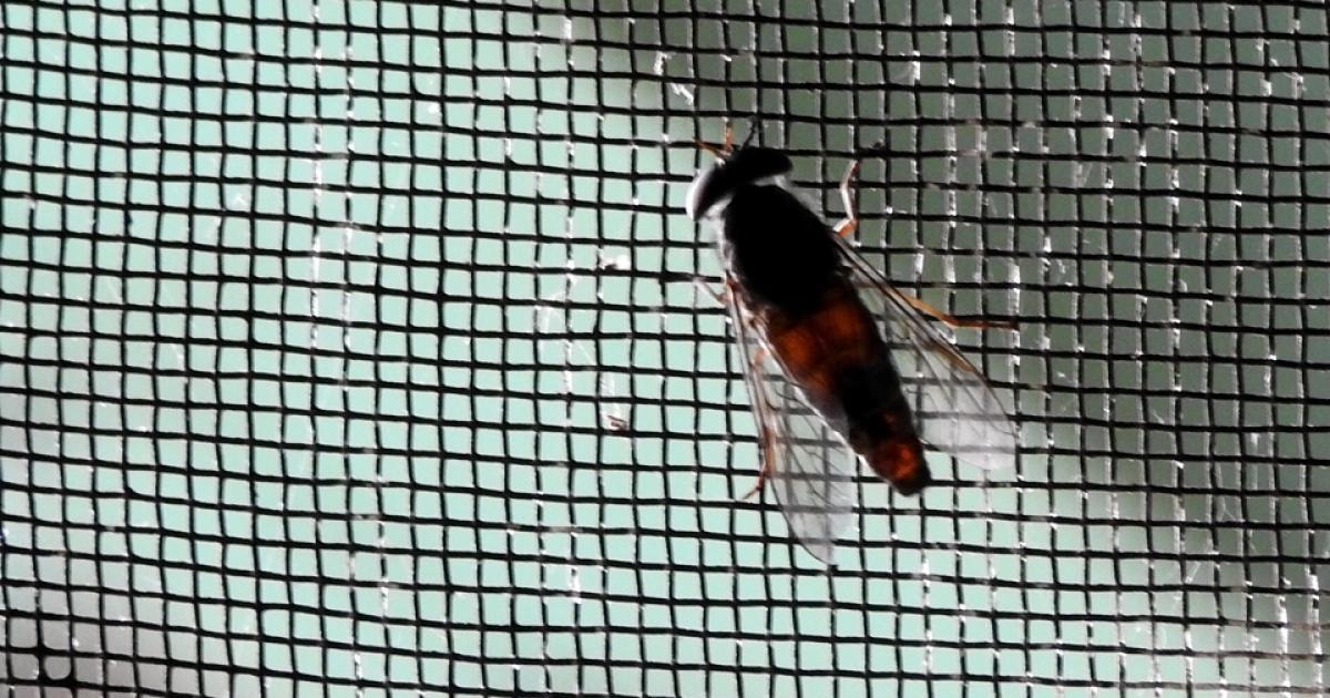 tabanus #210703 - Biofaces - Bring Nature Closer