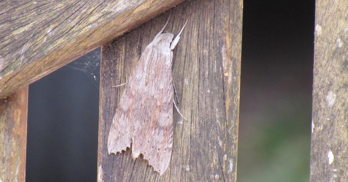 Mandarová-da-mandioca #210713 - Biofaces - Bring Nature Closer