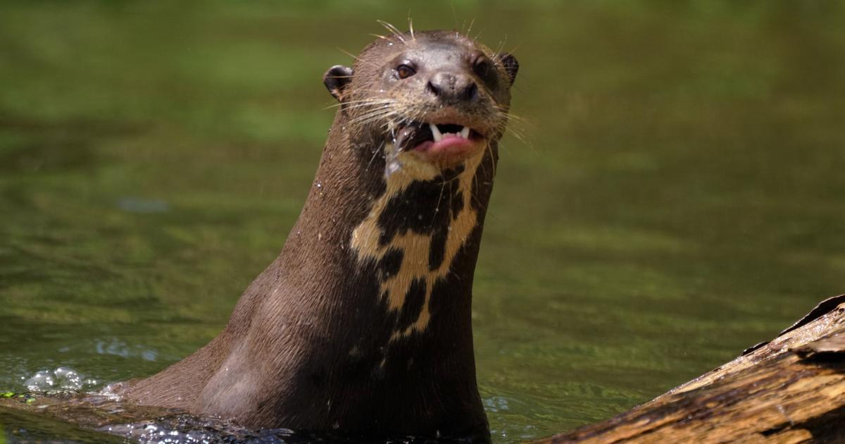 ARIRANHA #210718 - Biofaces - Bring Nature Closer