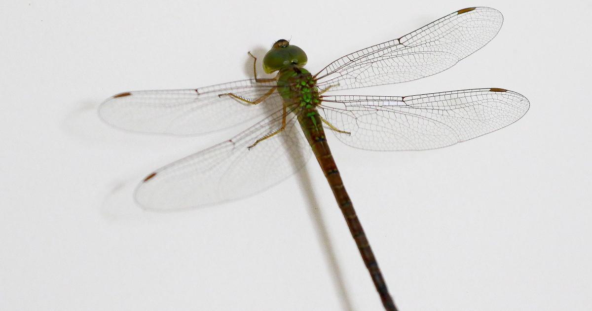 LIBELULA #210871 - Biofaces - Bring Nature Closer