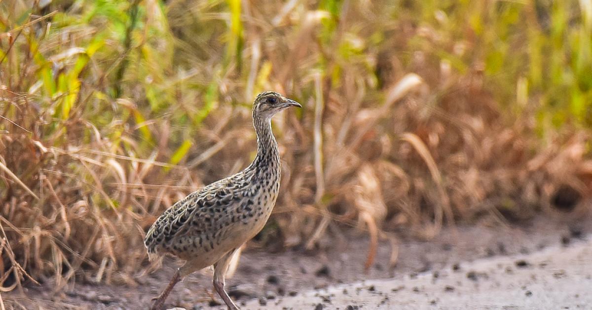 Codorna #211352 - Biofaces - Bring Nature Closer