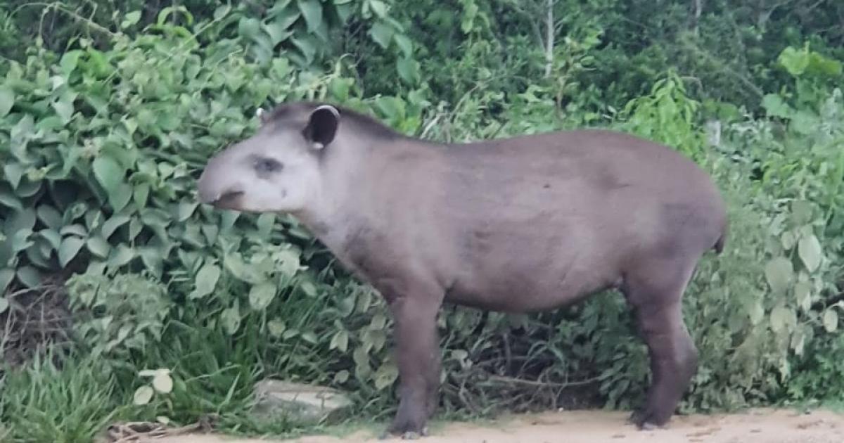 Anta #211410 - Biofaces - Bring Nature Closer