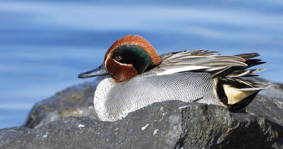 Anas #211472 - Biofaces - Bring Nature Closer