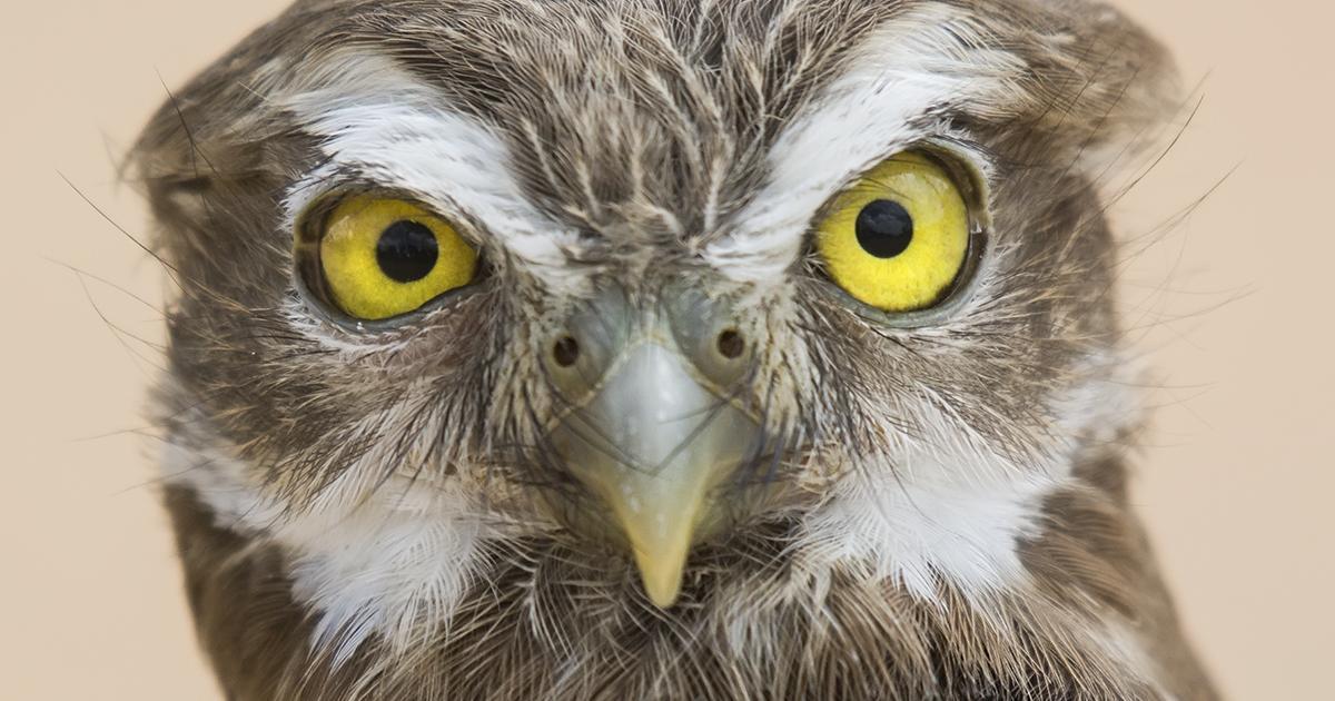 caburé #211512 - Biofaces - Bring Nature Closer