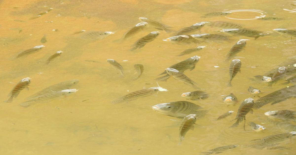 Coptodon #211633 - Biofaces - Bring Nature Closer