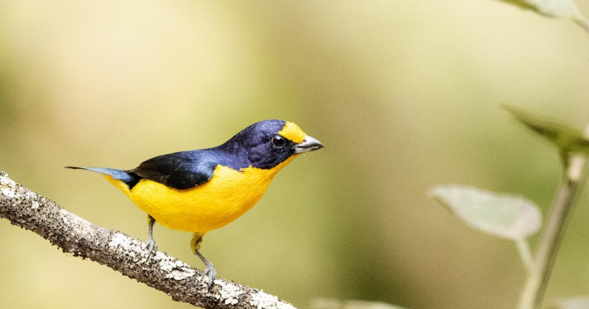 Guriatã #211736 - Biofaces - Bring Nature Closer