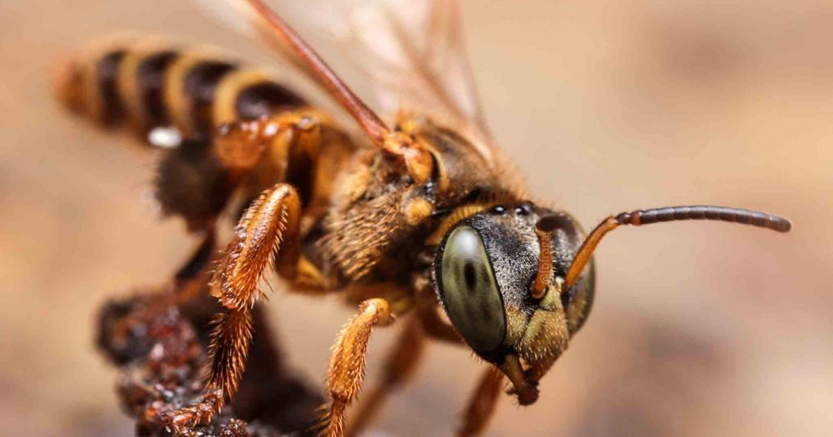 Borá (Tetragona clavipes) - Biofaces - Bring Nature Closer