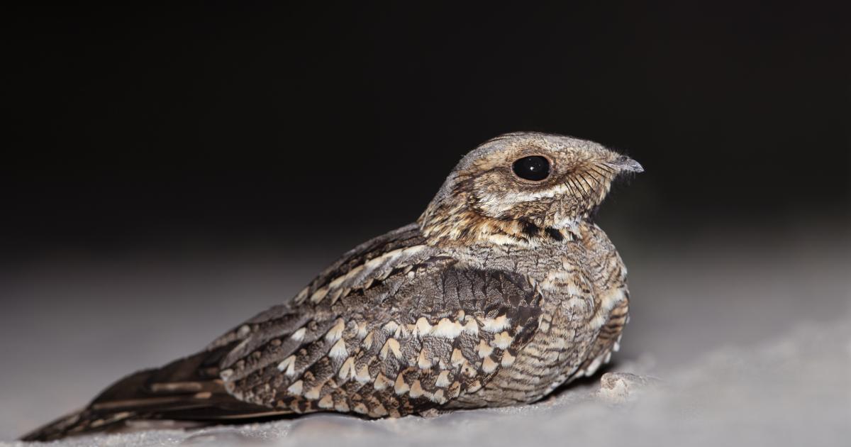 Noitibo-de-nuca-vermelha, Red-necked Nightjar (Caprimulgus ruficollis ...