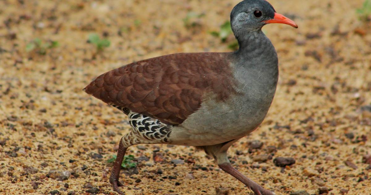 Nanbu #211947 - Biofaces - Bring Nature Closer