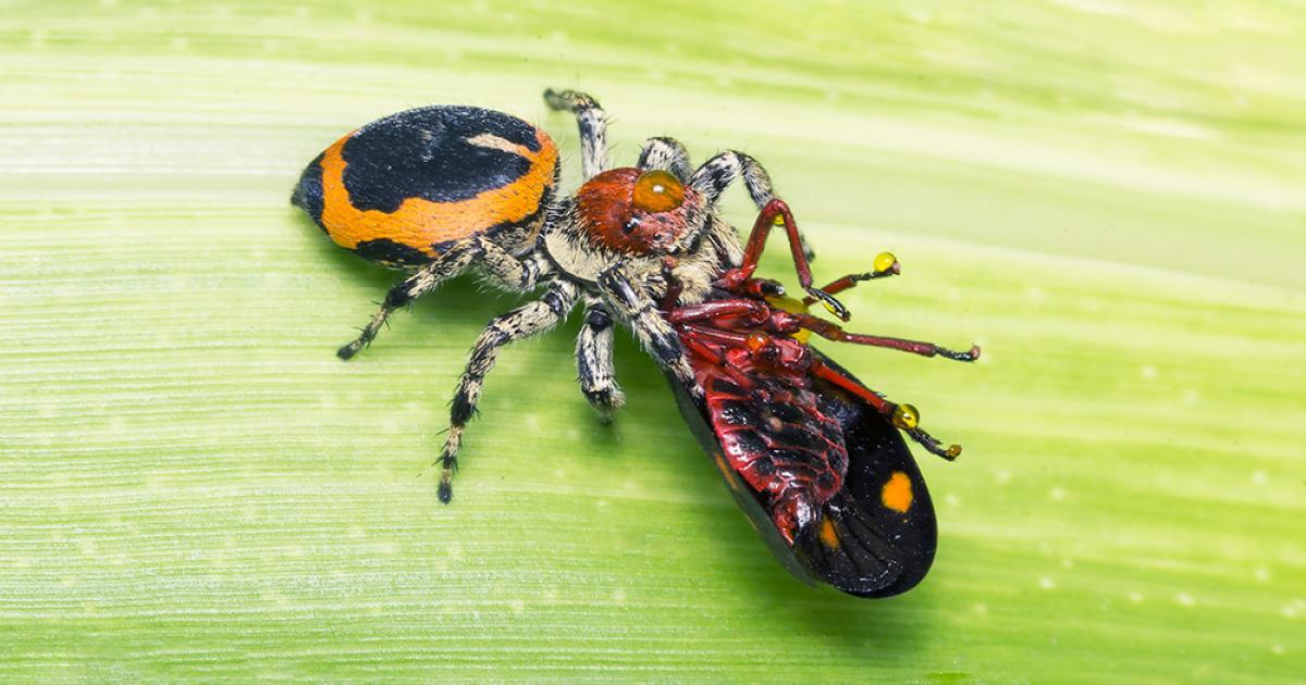 Papa #212082 - Biofaces - Bring Nature Closer