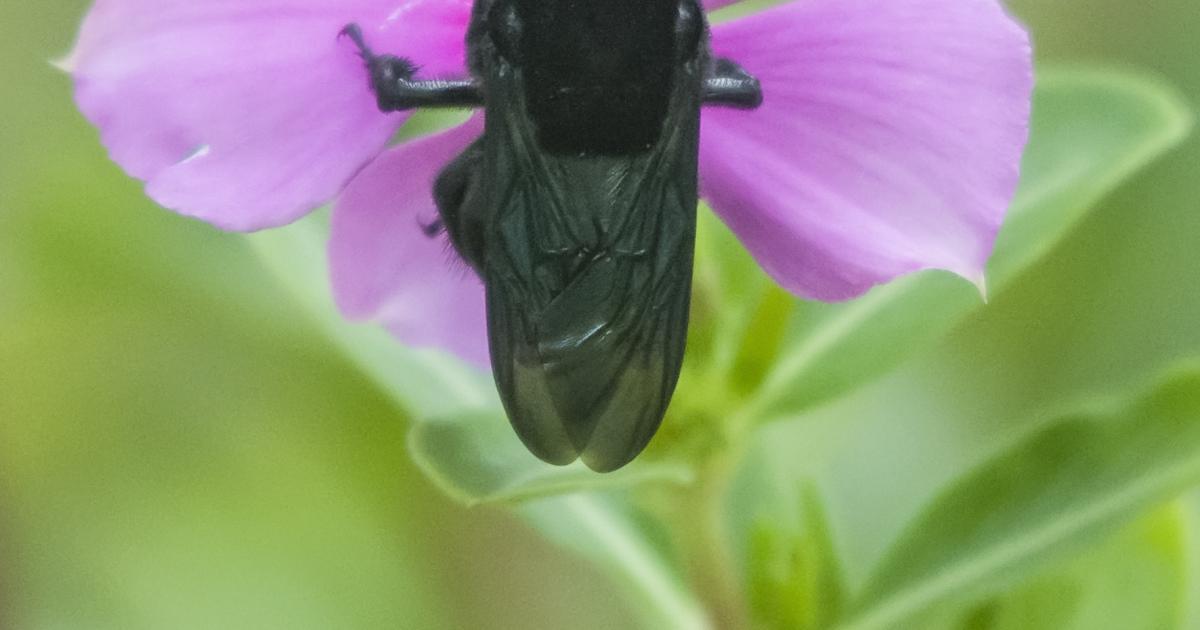 Mamangava-preta #212496 - Biofaces - Bring Nature Closer