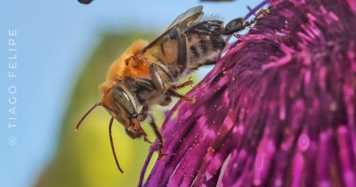 Uruçu-nordestina #212681 - Biofaces - Bring Nature Closer