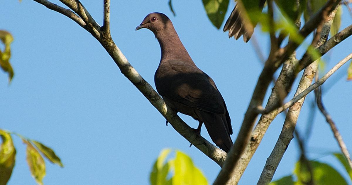 Pomba #212687 - Biofaces - Bring Nature Closer