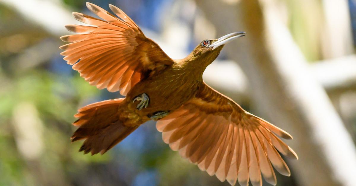 Arapaçu #212805 - Biofaces - Bring Nature Closer