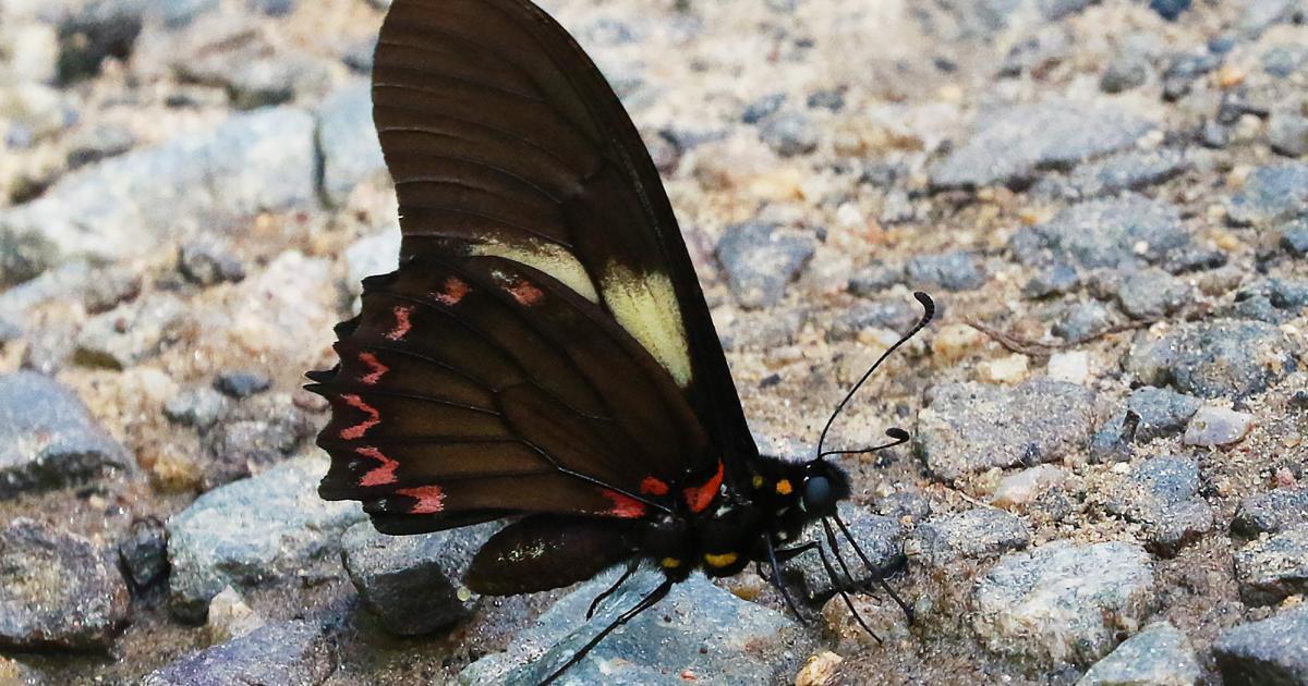 BORBOLETA #213031 - Biofaces - Bring Nature Closer