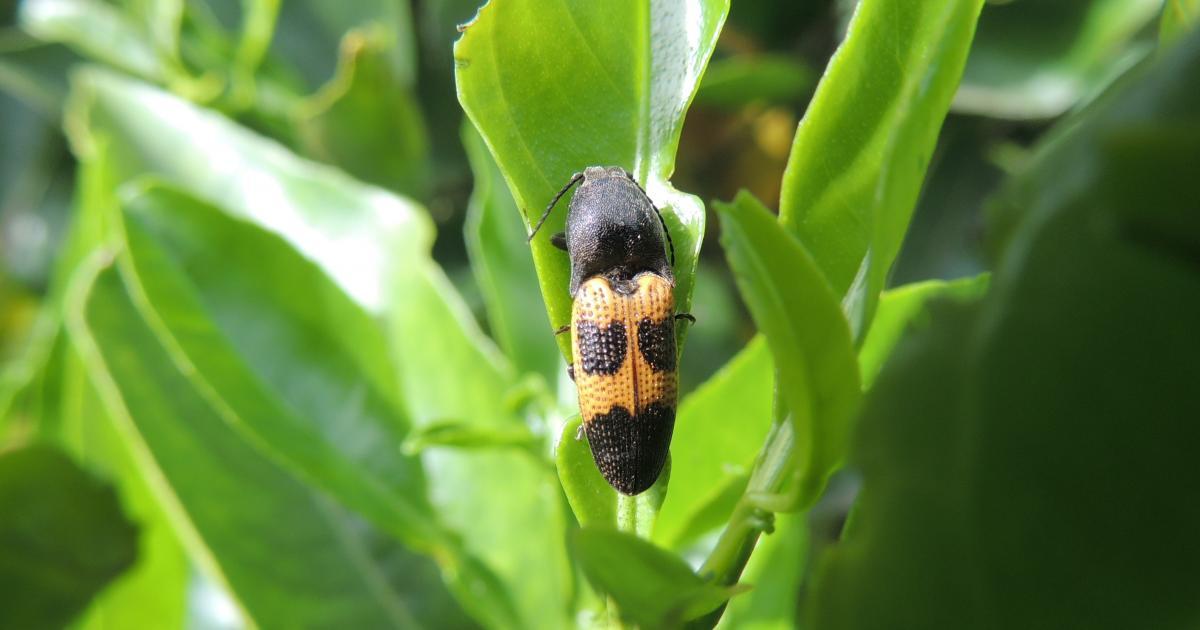 Conoderus #213127 - Biofaces - Bring Nature Closer