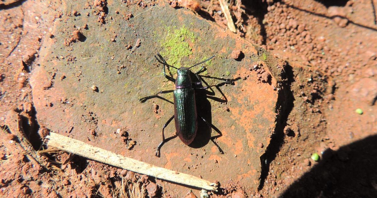 Strongylium #213128 - Biofaces - Bring Nature Closer