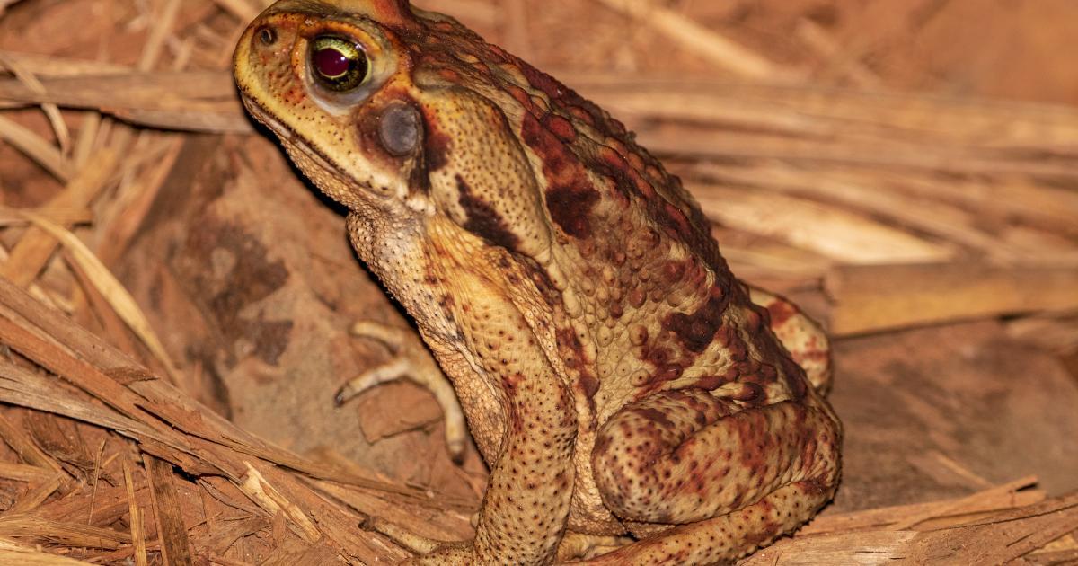 Sapo-cururu #213650 - Biofaces - Bring Nature Closer