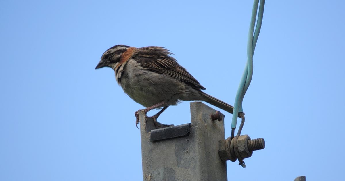 Tico-Tico #213818 - Biofaces - Bring Nature Closer