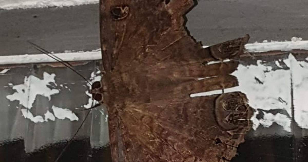 Mariposa-marrom #213934 - Biofaces - Bring Nature Closer