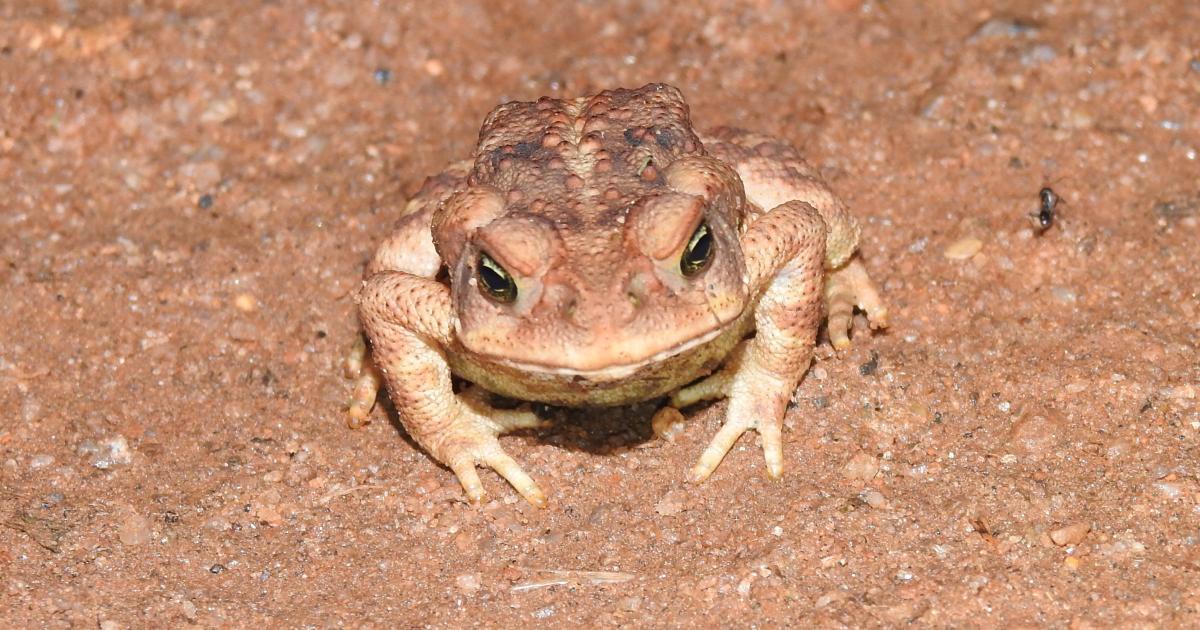 Sapo-cururu #214360 - Biofaces - Bring Nature Closer