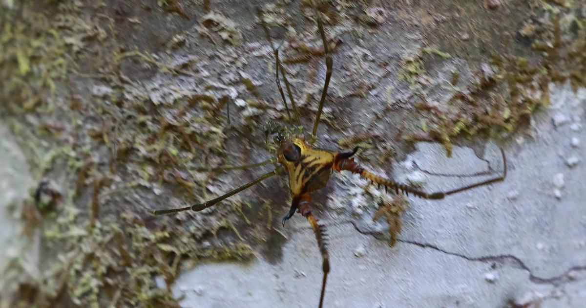 OPILIÃO #216470 - Biofaces - Bring Nature Closer