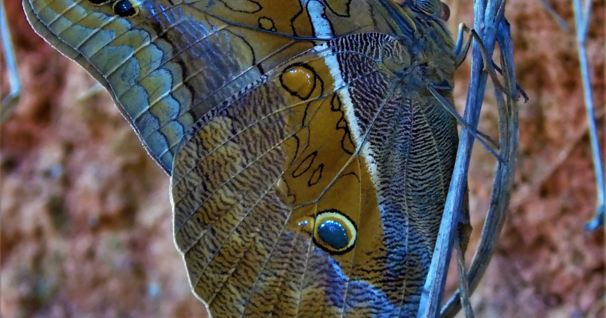 Borboleta-azul #216649 - Biofaces - Bring Nature Closer