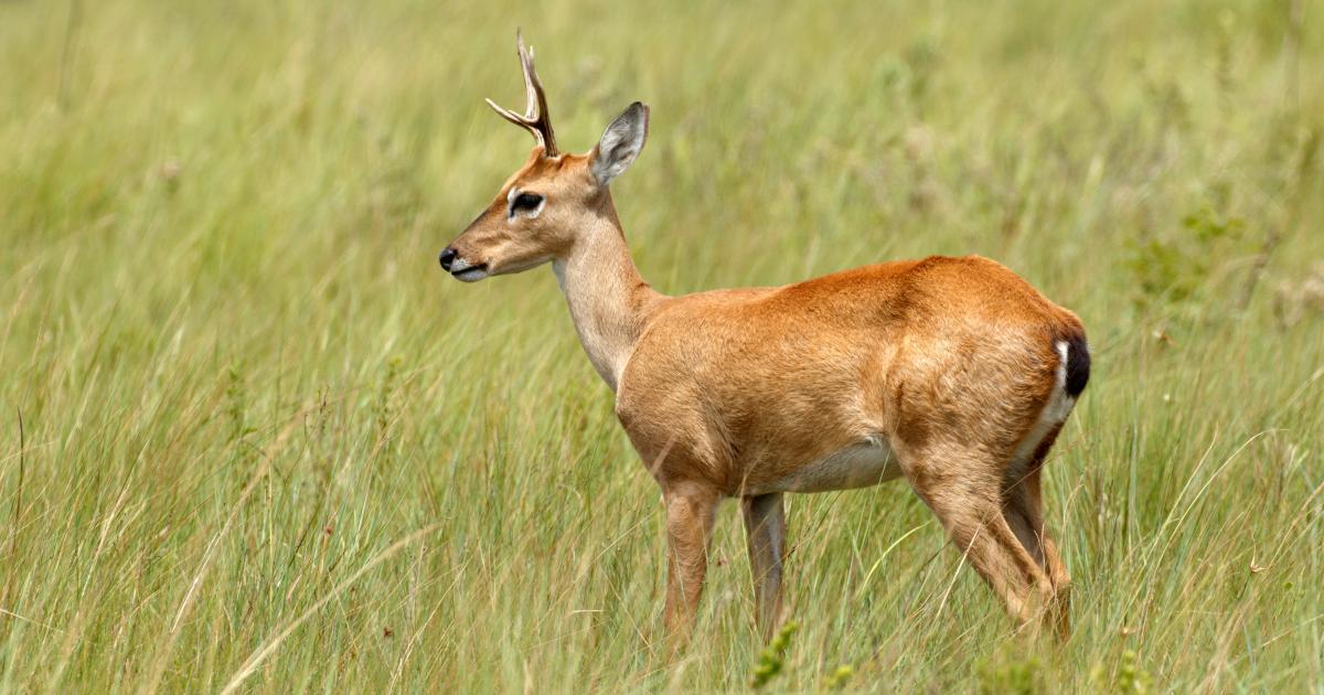 Veado Campeiro - Biofaces - Bring Nature Closer