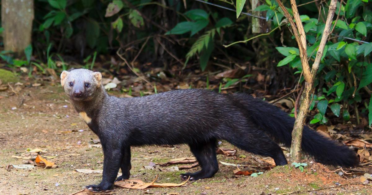 Irara #216780 - Biofaces - Bring Nature Closer