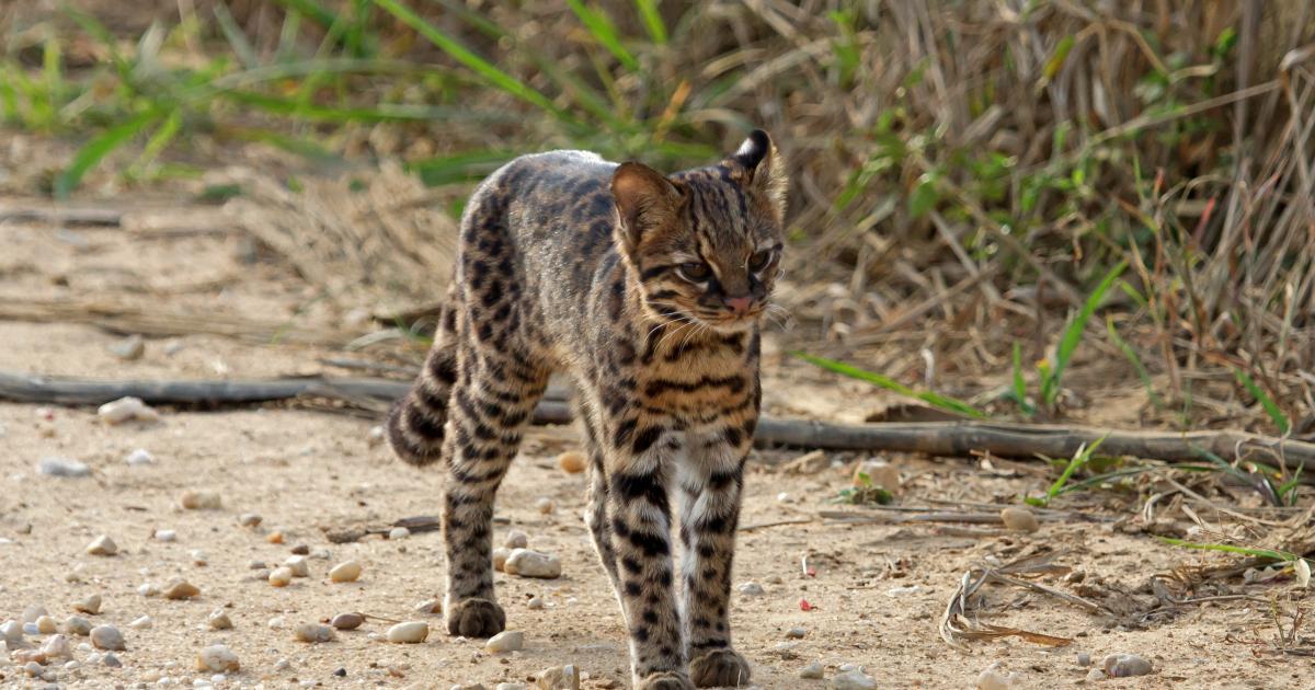 Gato do Mato - Biofaces - Bring Nature Closer