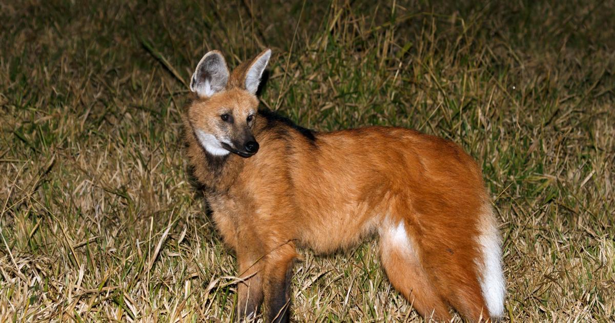 Lobo #217059 - Biofaces - Bring Nature Closer