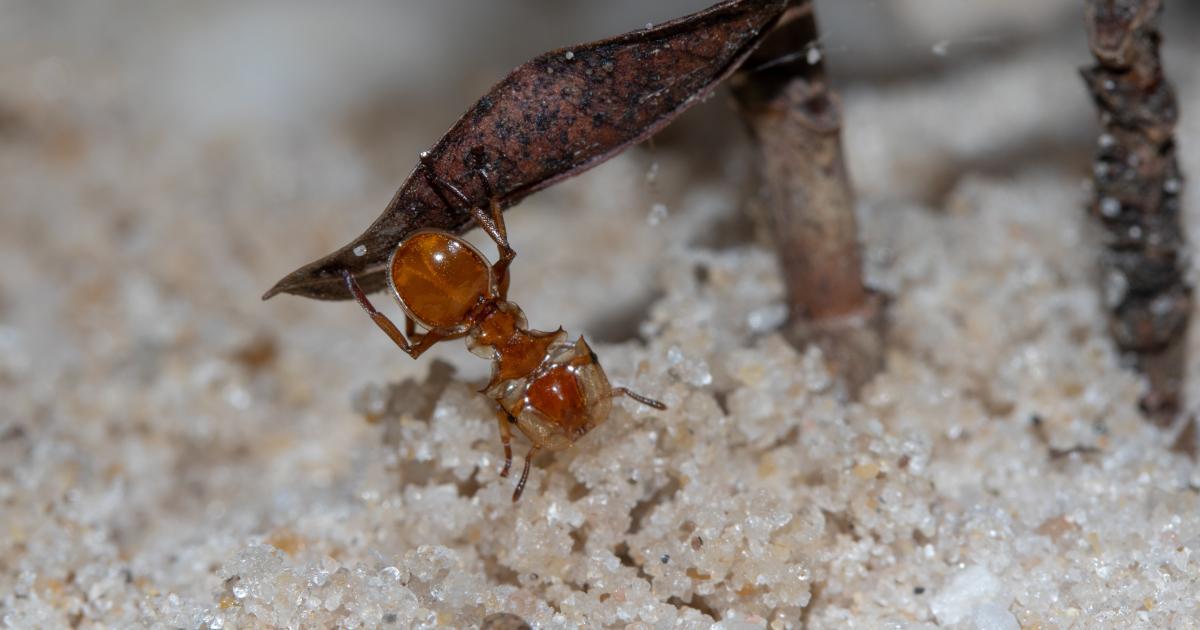 Formiga #217142 - Biofaces - Bring Nature Closer