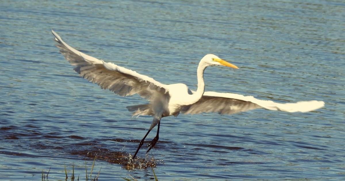 Ardea #217244 - Biofaces - Bring Nature Closer