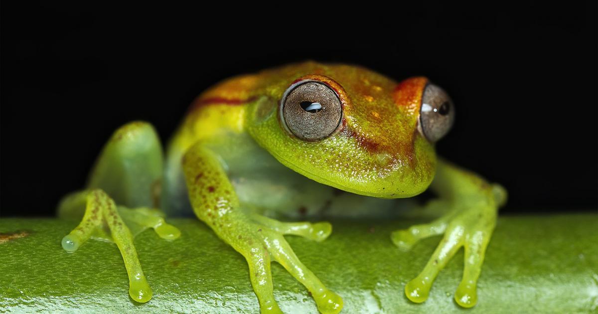 Boana #217432 - Biofaces - Bring Nature Closer