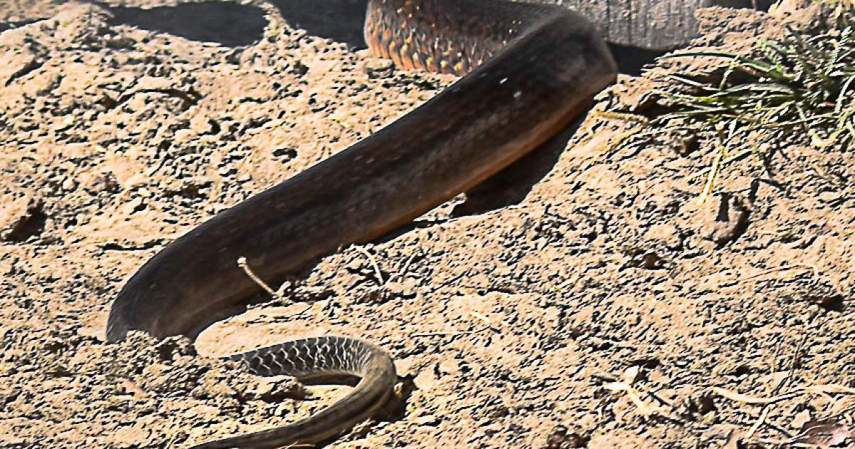 COBRA #217701 - Biofaces - Bring Nature Closer