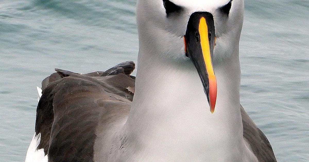 Albatroz-de-nariz-amarelo #217724 - Biofaces - Bring Nature Closer