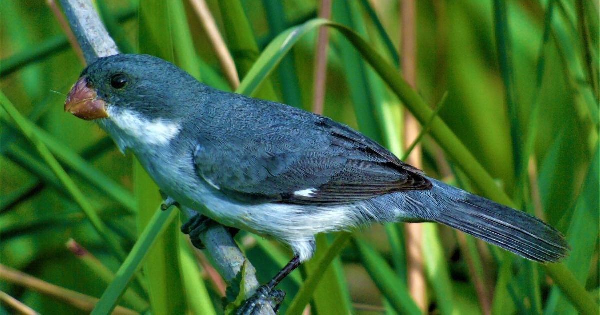 Chorão #218071 - Biofaces - Bring Nature Closer